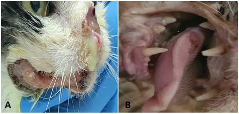 squamous cell carcinoma cat vin