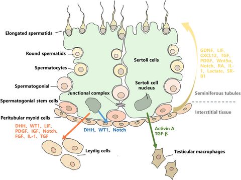 cell division tes