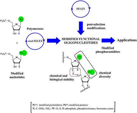 nucleoside triphosphate function in dna replication