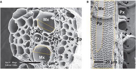 xylem vessel cross section