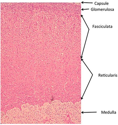 zona reticularis function