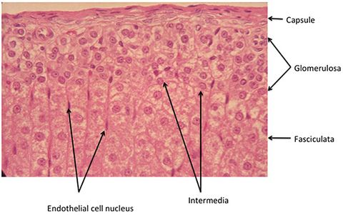 adrenal cortex layers labeled