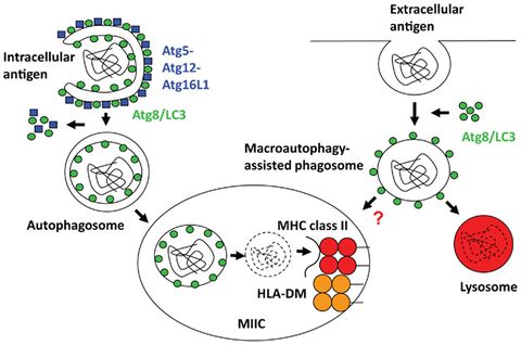 antigen processing and presentation microbe notes