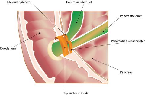 sphincter body dysfunction