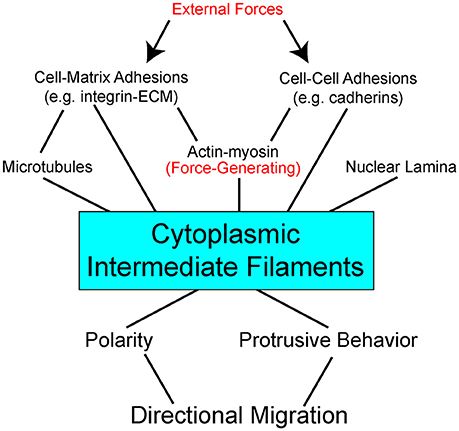 intermediate filament function in plant cell