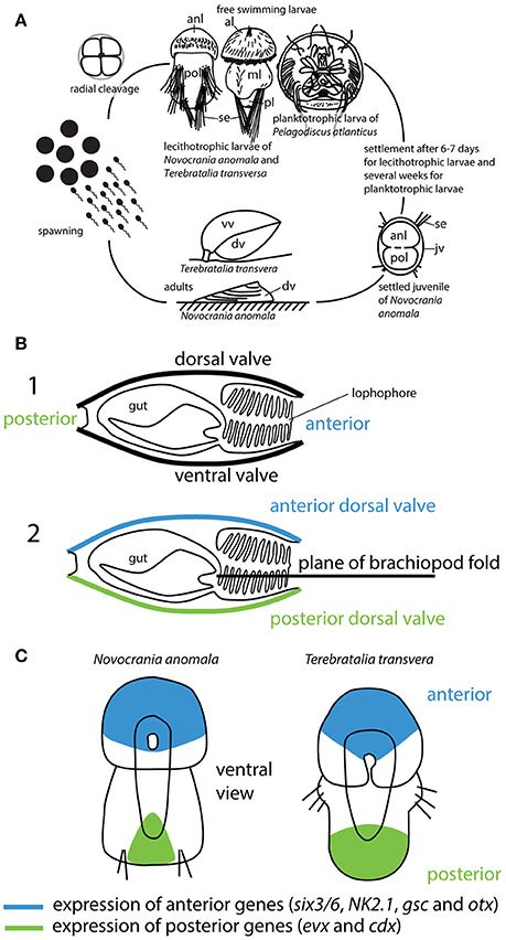 phylum brachiopoda examples