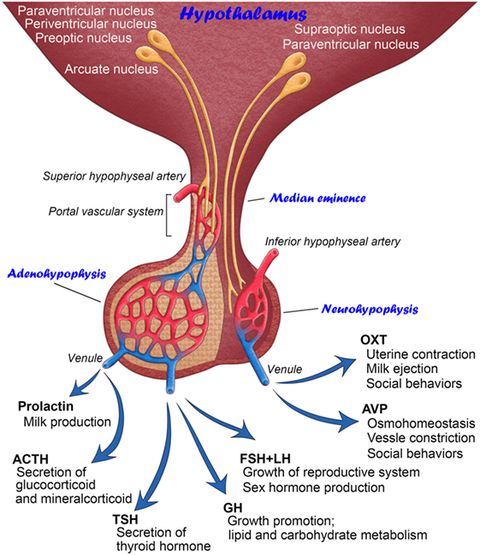 hypothalamus function a level biology