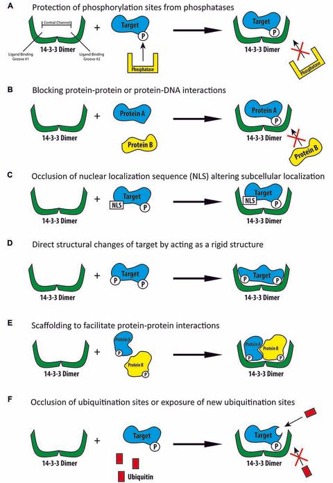 protein phosphorylation function