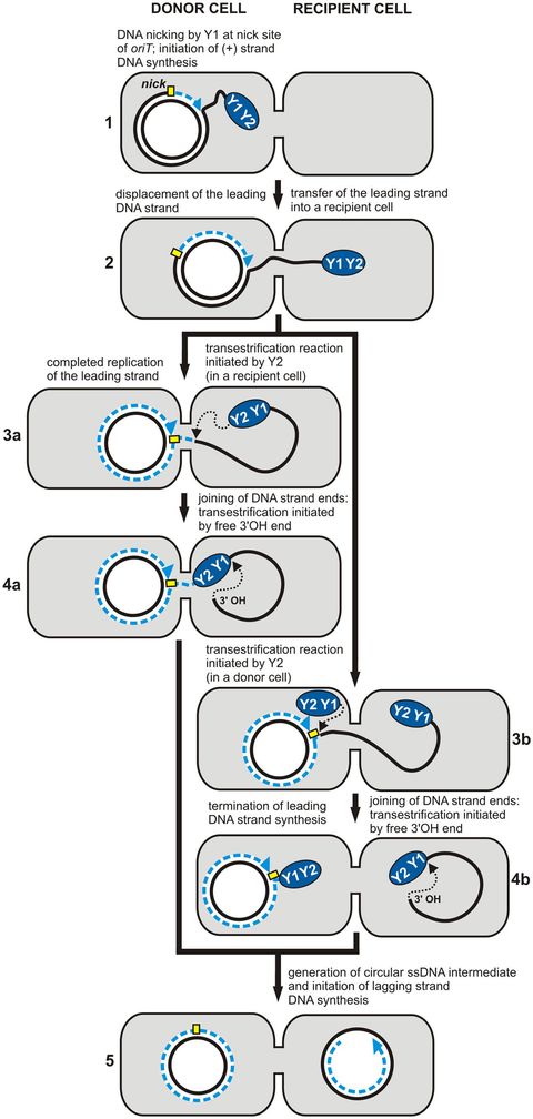 plasmid strand