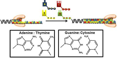 dna replication birmingham