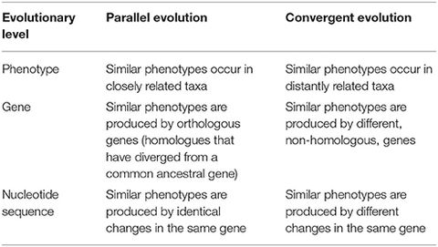 evolutionary divergent
