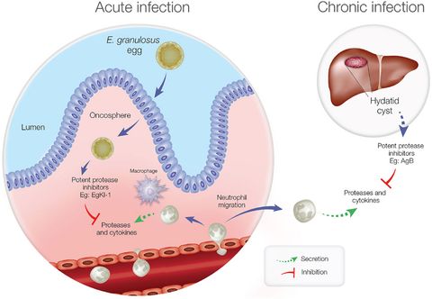 echinococcus serology igm