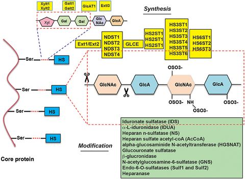 heparan sulfate proteoglycans function