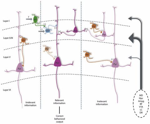 what does interneuron do