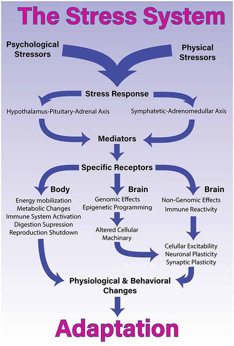 stress physiological