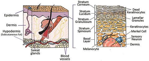 subcutaneous tissue cells