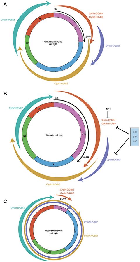 cell cycle mit