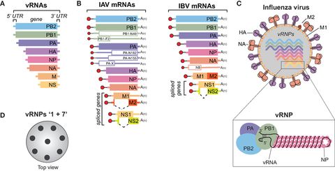 influenza structure