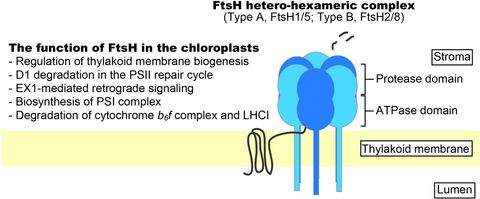 thylakoid lumen function