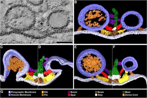 presynaptic vesicles