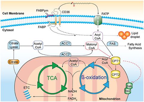 beta oxidation pathway simple