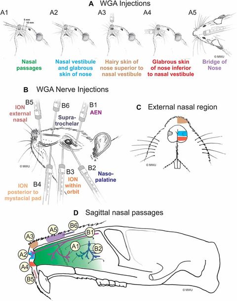 nasociliary nerve function