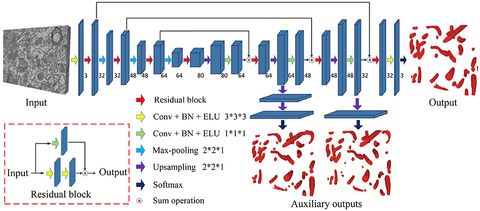 mitochondria segmentation