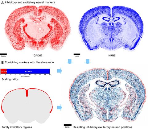 mouse hippocampus coronal section