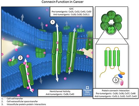 gap junctions function