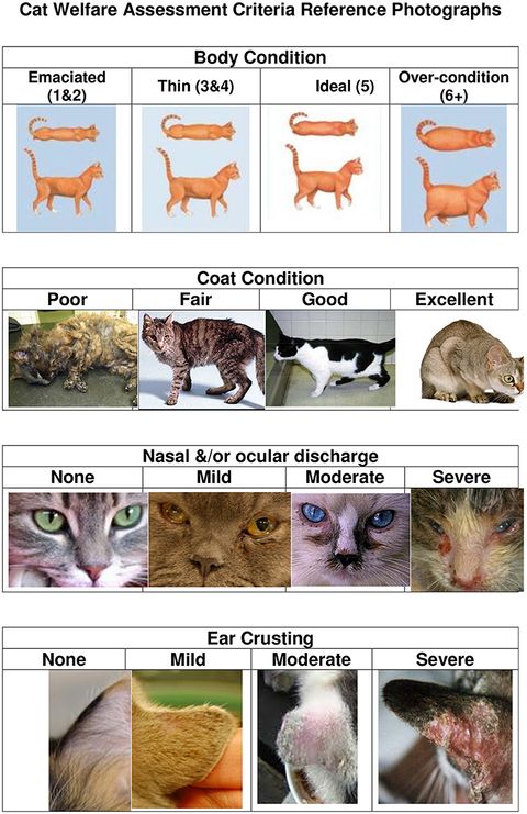 cat profile evaluation