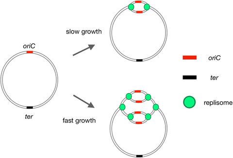 origin of replication plasmid function