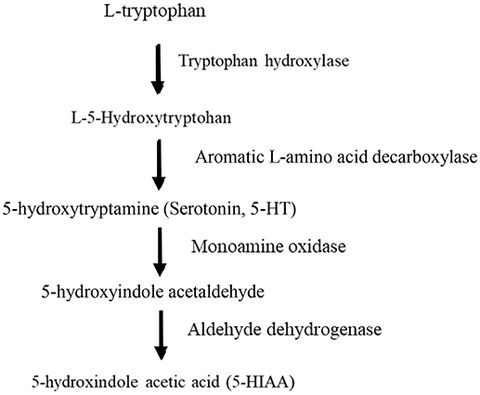 tryptophan structure and function
