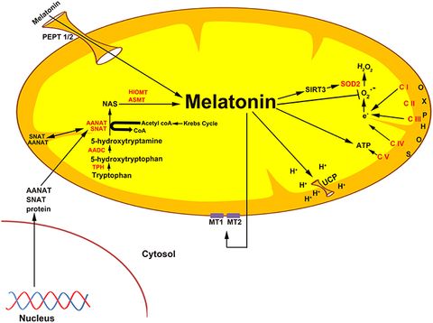melatonin structure functional groups