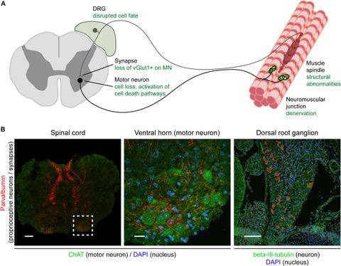 motor neuron synapse