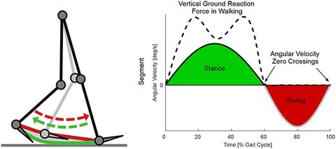 stance velocity