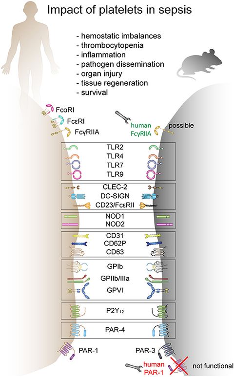 platelets function uk
