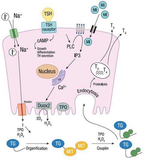 thyroid hormone synthesis