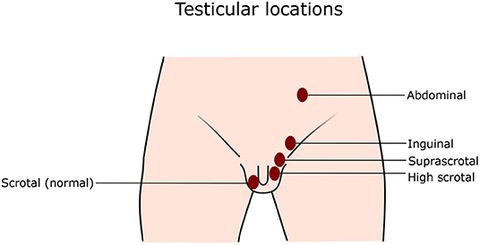 gubernaculum function