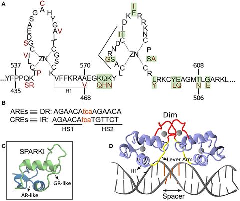 dimeric receptor configuration