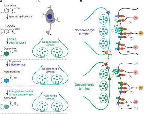 serotonin dopamine and norepinephrine function