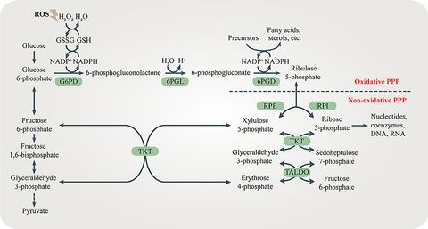 6 phosphogluconate pathway