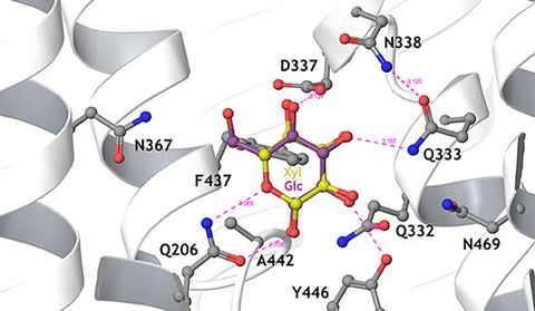 pentose fermentation
