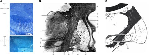 subthalamic nucleus function