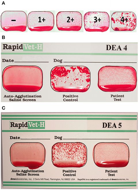 autoagglutination test cat