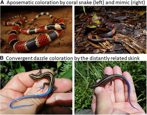 corn snake changing colors