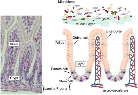 small intestinal cell