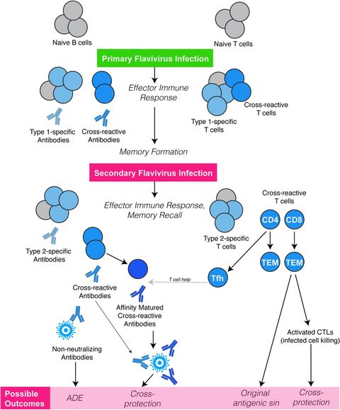 cross immunity examples