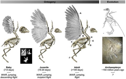 bird skeleton adaptations