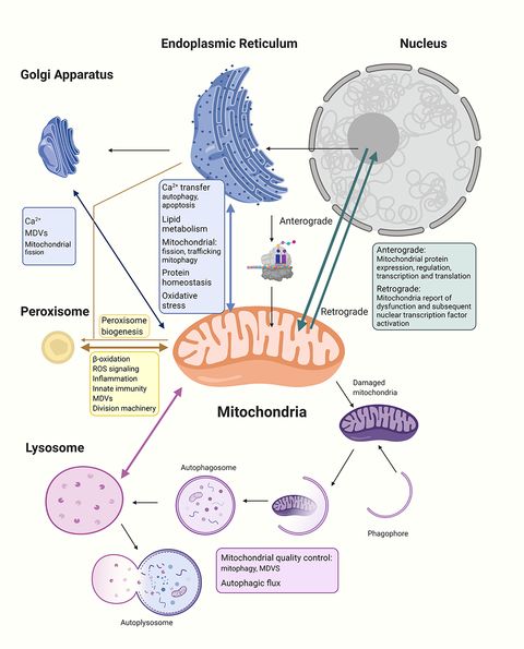 mitochondrial intermembrane space bridging complex