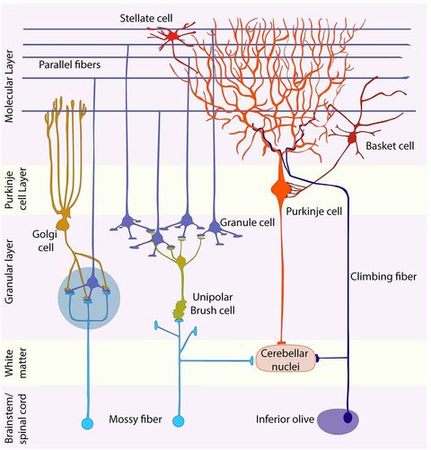 granule cells